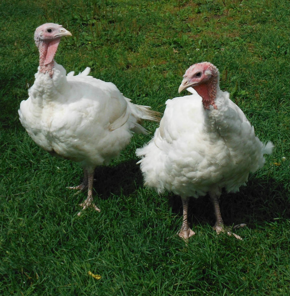 Solve Turkeys jigsaw puzzle online with 100 pieces