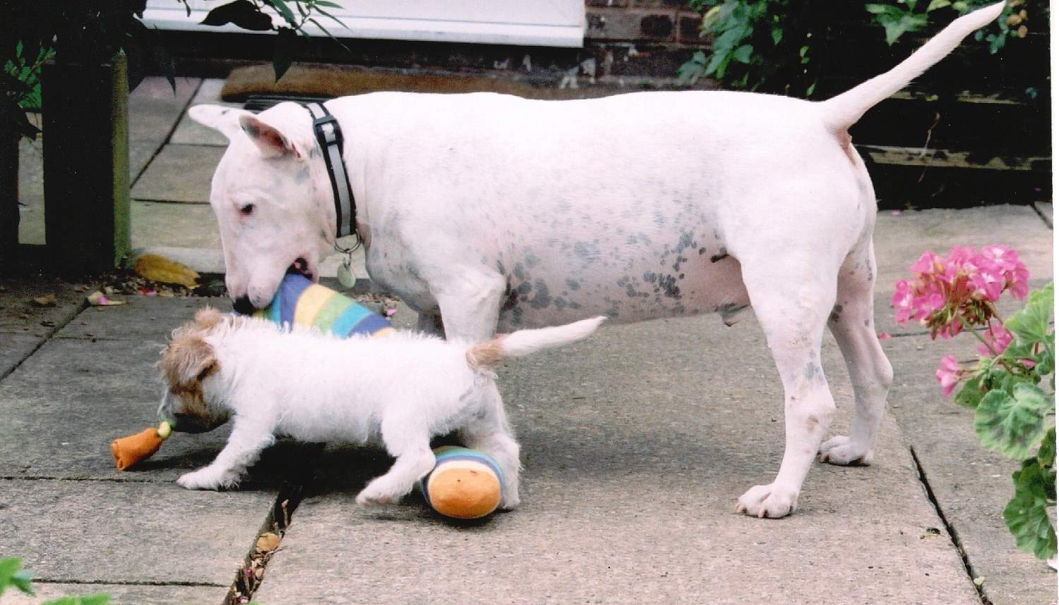 Jigsaw Puzzle | puppy phe when I also had moriarty-english bull terrier ...