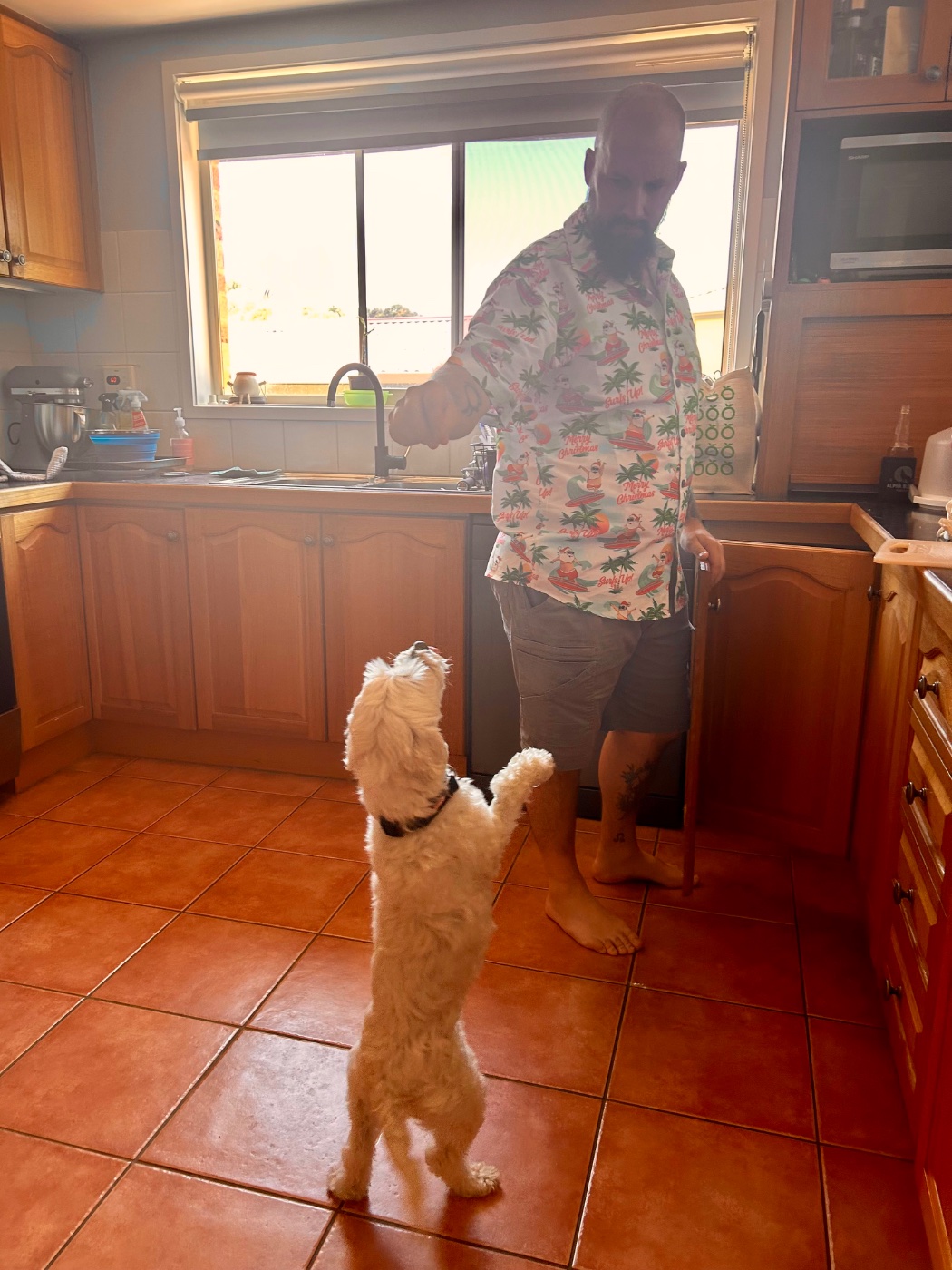 Solve My daughter’s dog Eddy, begging for treats on Christmas Day ...