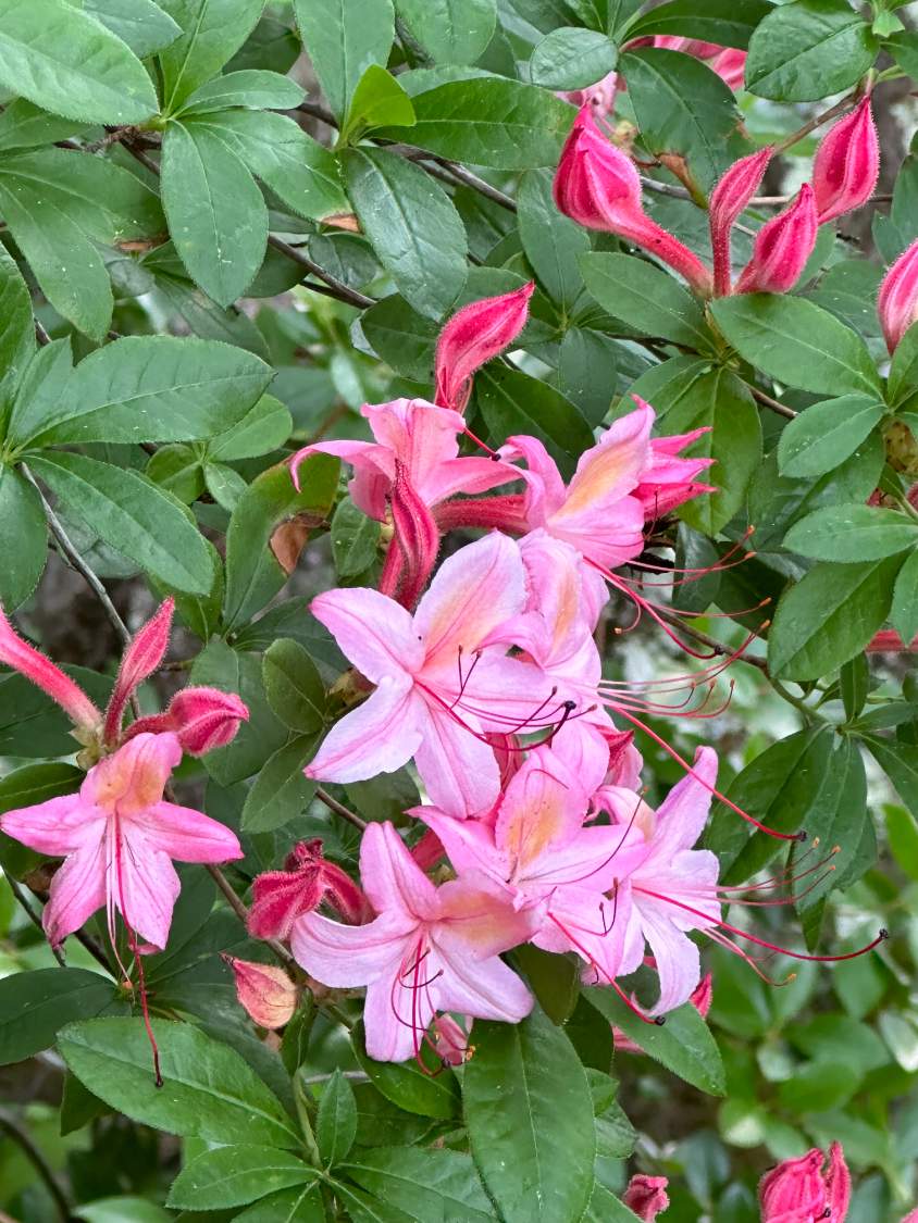 Solve Pink swamp azalea jigsaw puzzle online with 63 pieces