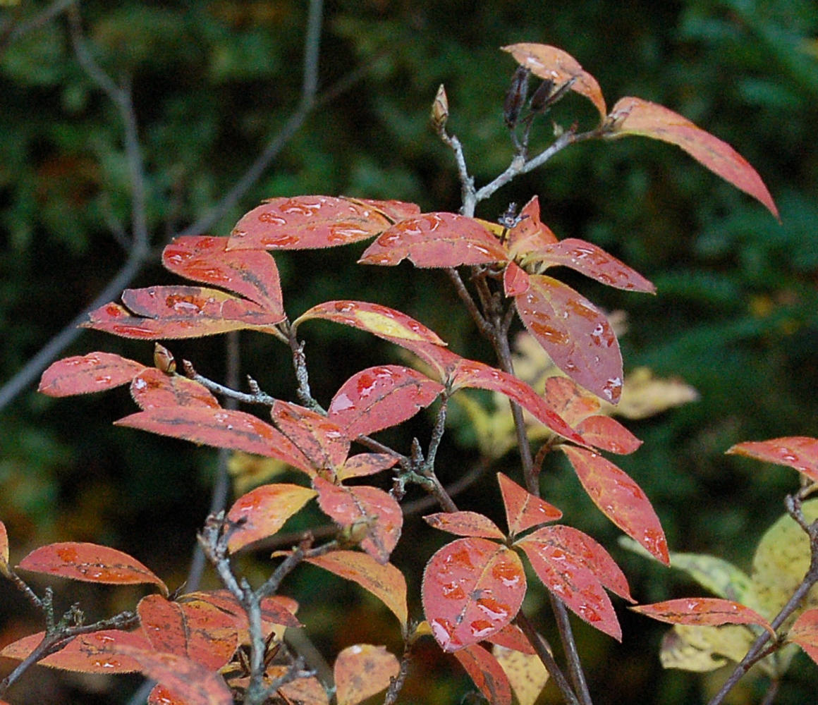 Solve Azalea in Fall - The Jungle jigsaw puzzle online with 120 pieces