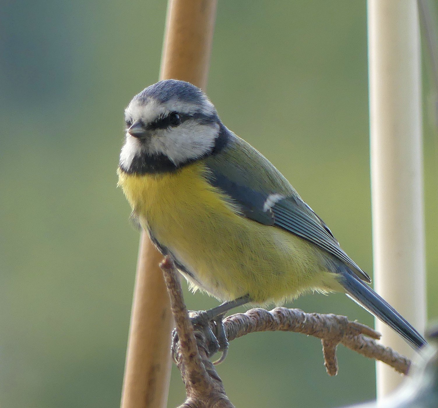 Jigsaw Puzzle | bluetit (pimpelmeesje) | 56 pieces | Jigidi