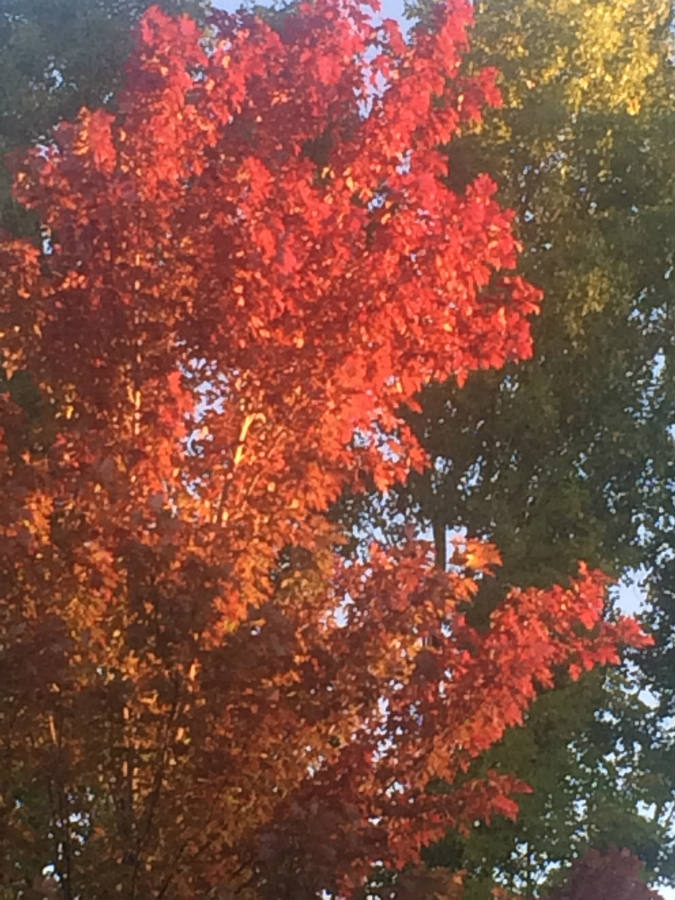 Puzzle | 30 pièces | Fall is Here | Jigidi