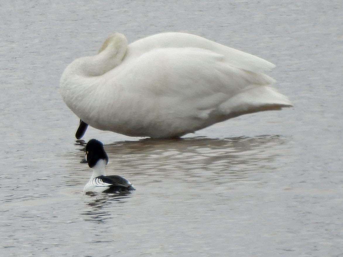 Solve The contortionist and the duck jigsaw puzzle online with 20 pieces