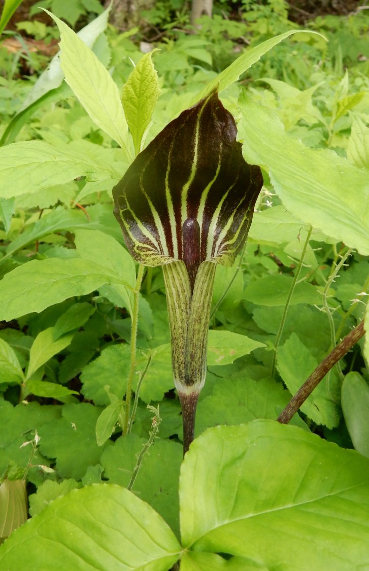 Solve Jack-In-The-Pulpit jigsaw puzzle online with 15 pieces