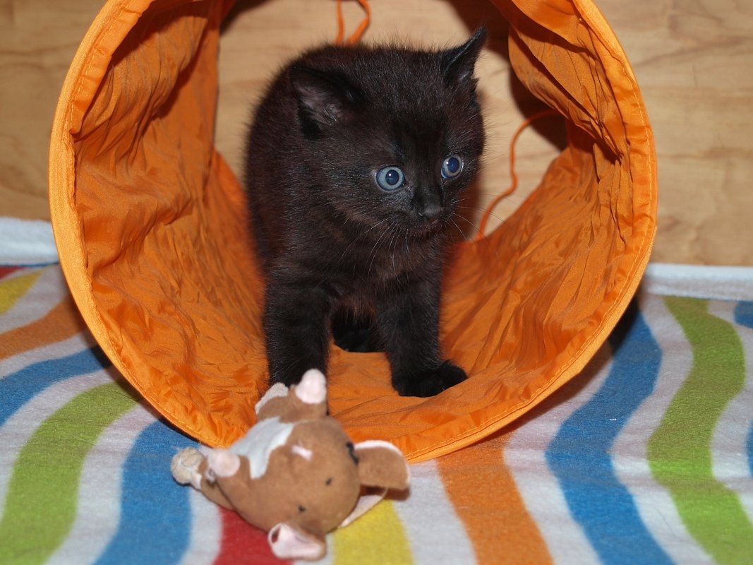 Solve Jack's first catch :-)) jigsaw puzzle online with 80 pieces