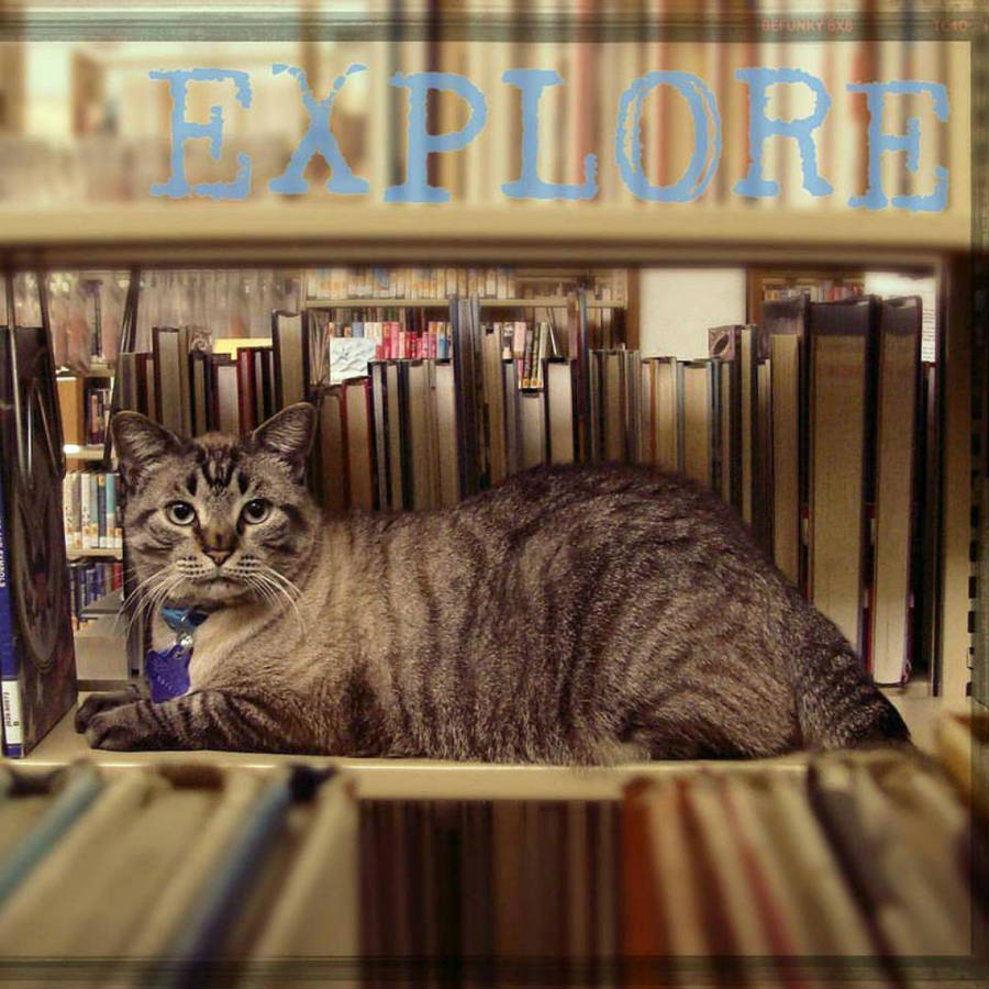 Solve #2: Browser the Cat reinstated in Texas library job -- the power ...