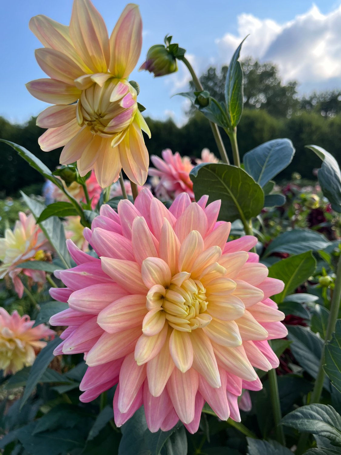 Solve Dahlia jigsaw puzzle online with 154 pieces