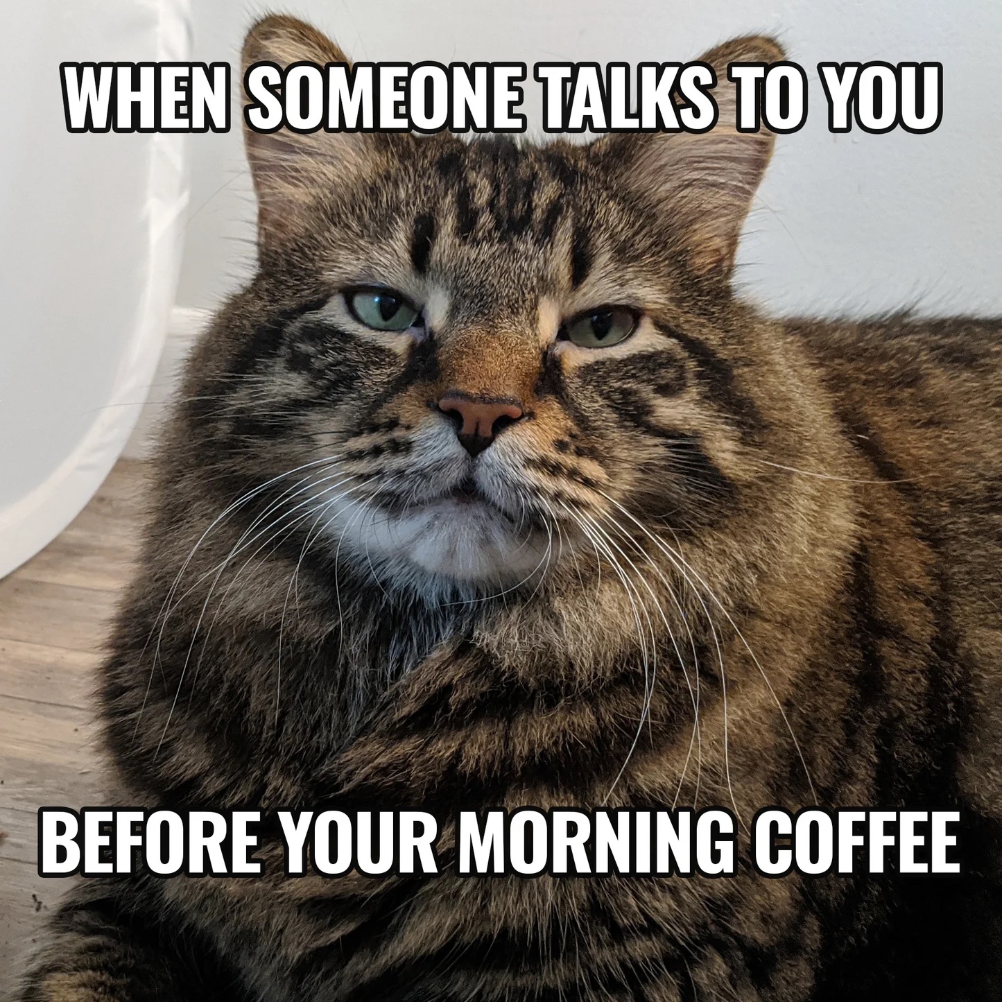 Solve Cat Morning Meme jigsaw puzzle online with 600 pieces