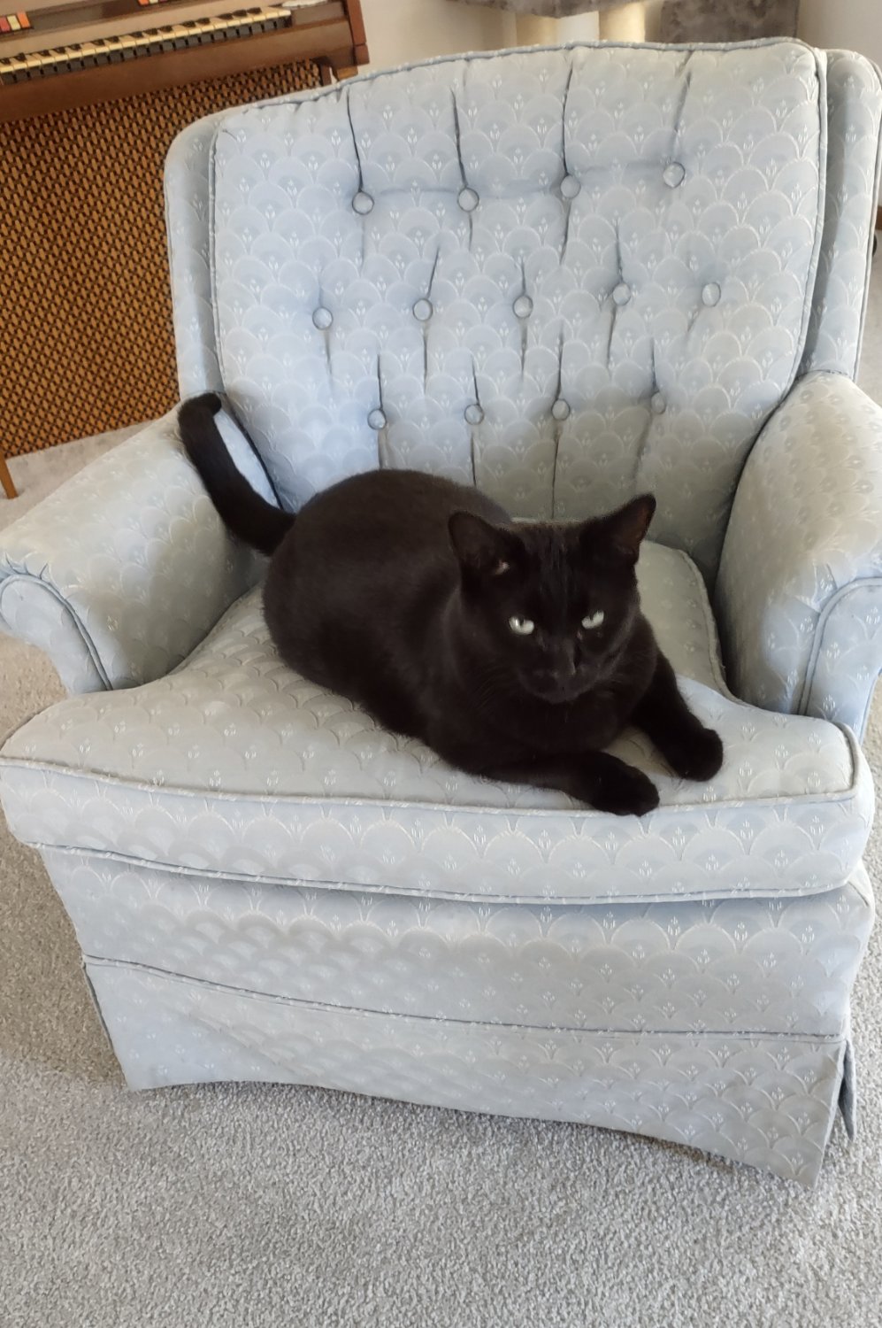 Solve Jasper Cat (10/2/2025) jigsaw puzzle online with 77 pieces