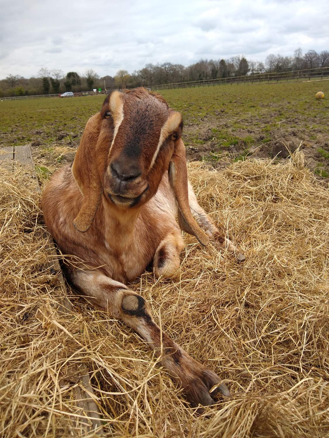 Solve Timmy hogging the hay at Happyfields animal sanctuary jigsaw ...
