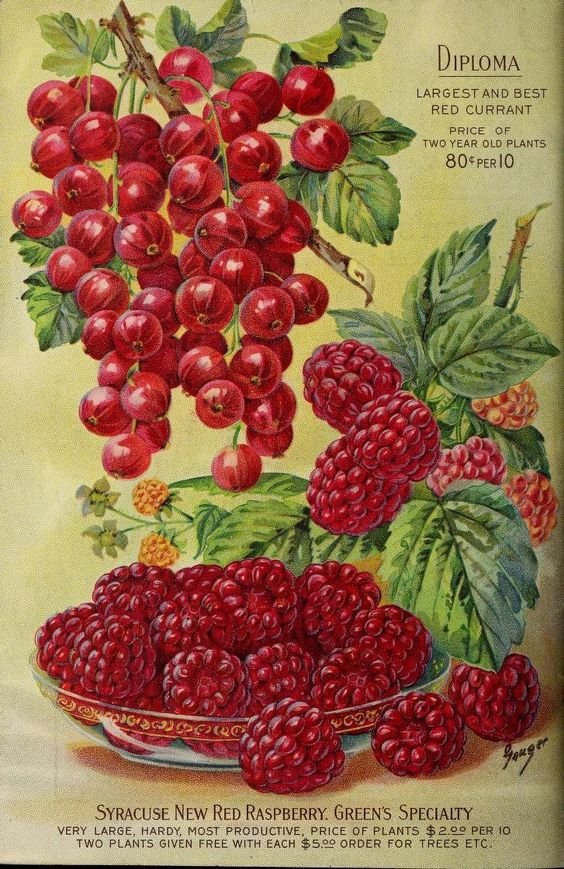 Solve Seasonal Art - Poster - Fruits - Raspberries (12 - 126 Pieces ...