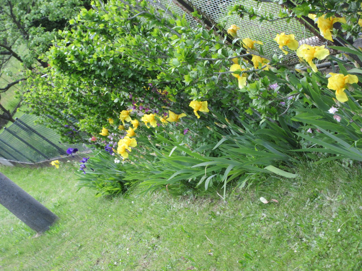 Solve jaro za plotem jigsaw puzzle online with 12 pieces