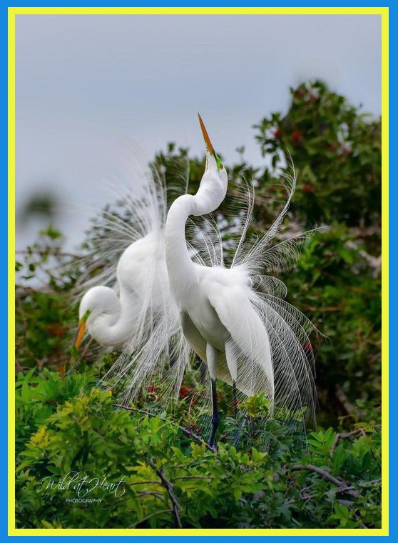 Solve great egret jigsaw puzzle online with 88 pieces