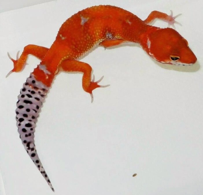 Solve Inferno Leopard Gecko ️ jigsaw puzzle online with 25 pieces