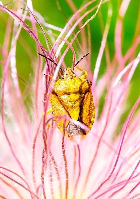 Solve BUGGING YOU AGAIN - 3 OF 4 jigsaw puzzle online with 12 pieces