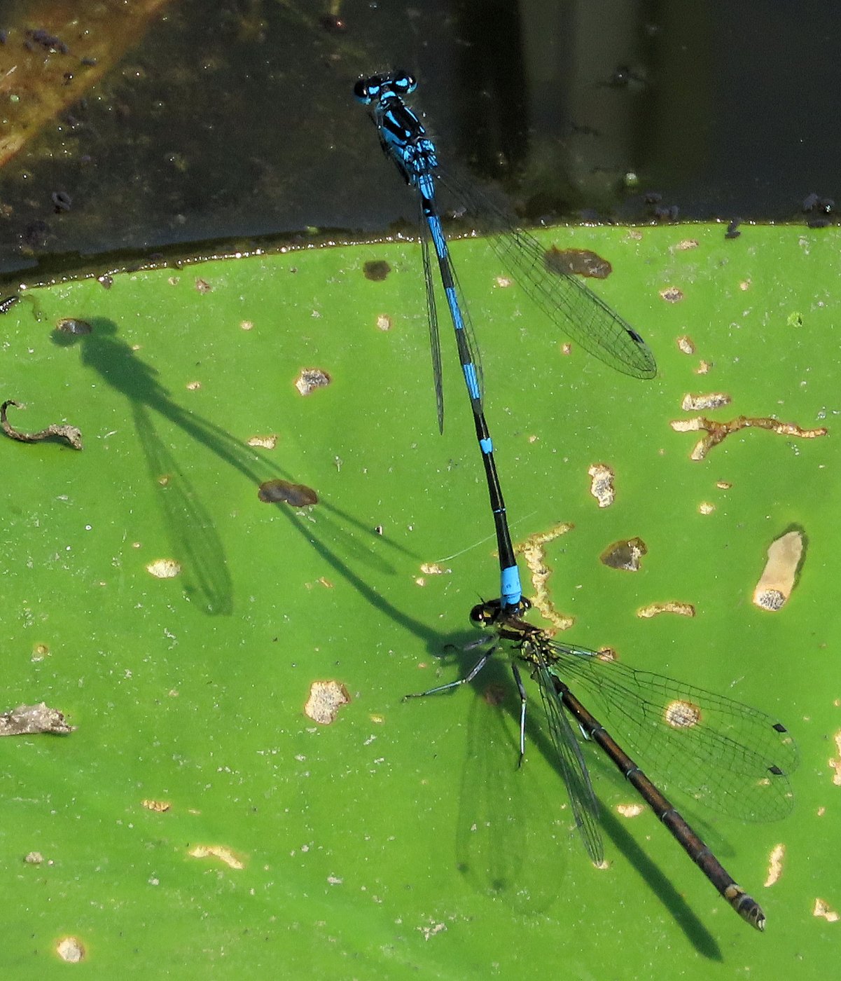 Solve mating azure damselflies (azuurwaterjuffers) jigsaw puzzle online ...