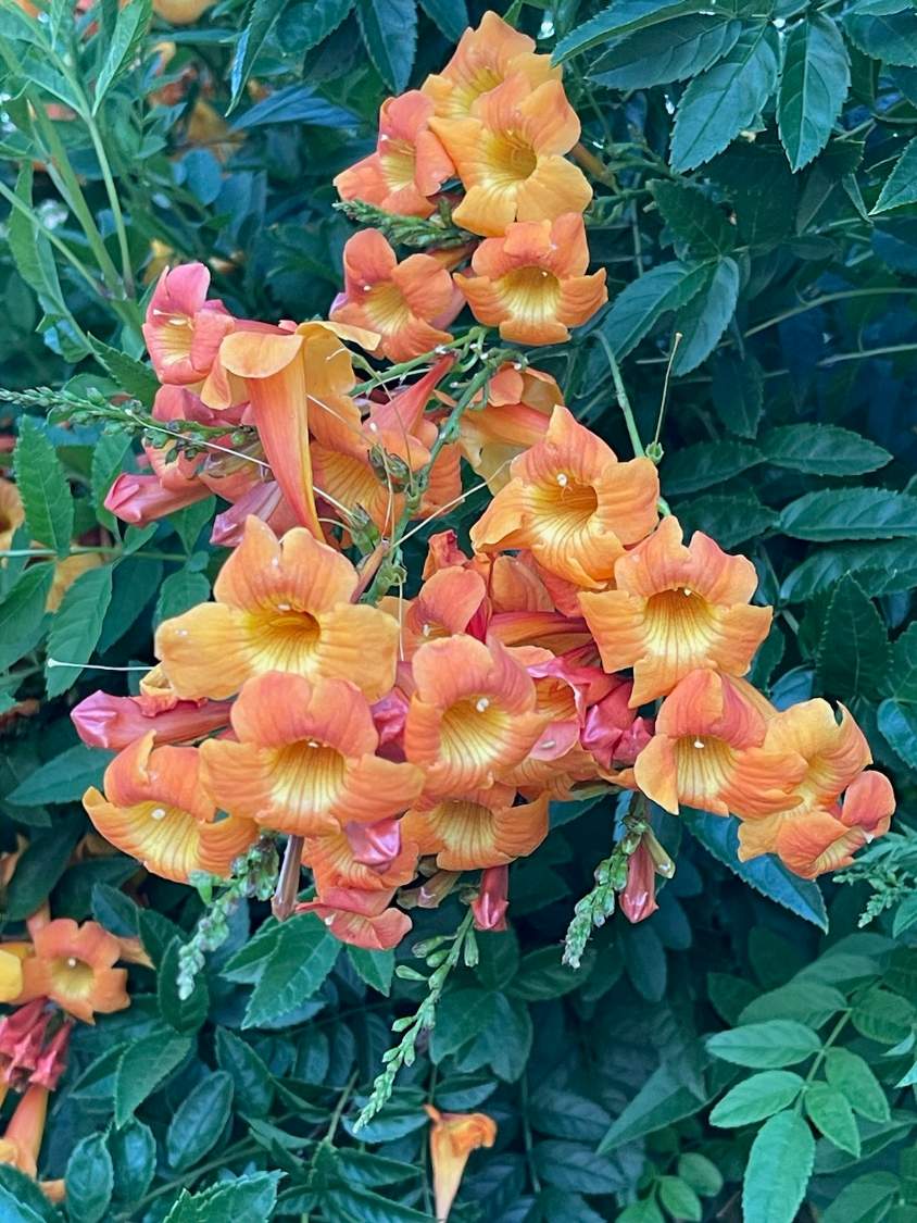 Solve ARIZONA ORANGE BELLS jigsaw puzzle online with 30 pieces