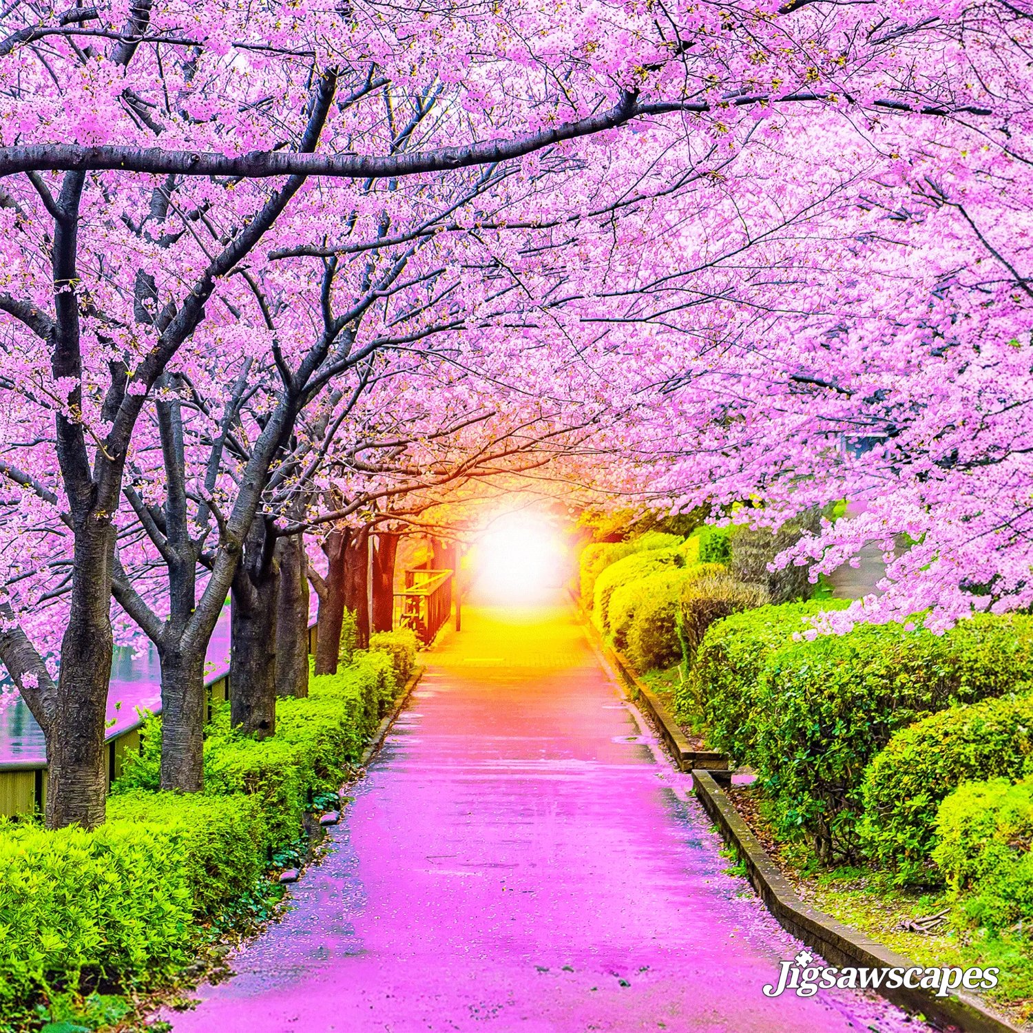 Solve Well lit path . . . . . jigsaw puzzle online with 64 pieces