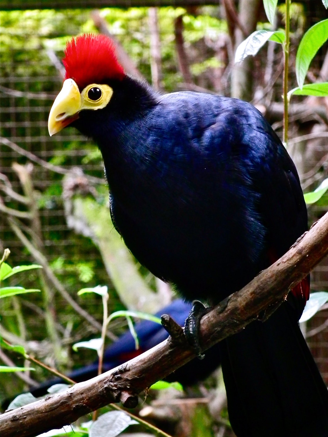 Solve Lady Ross's Touraco jigsaw puzzle online with 99 pieces