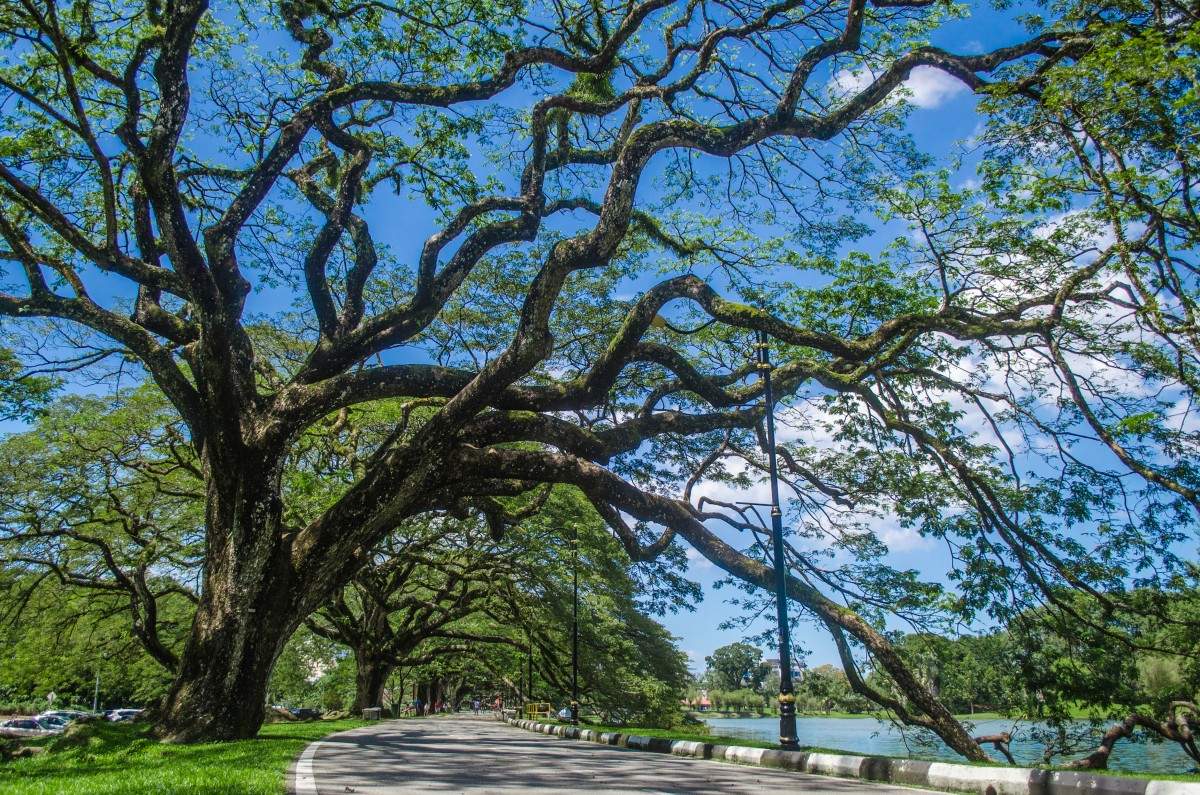 Solve Raintree Walk in Lake Garden Taiping, Taiping, Perak, Malaysia ...