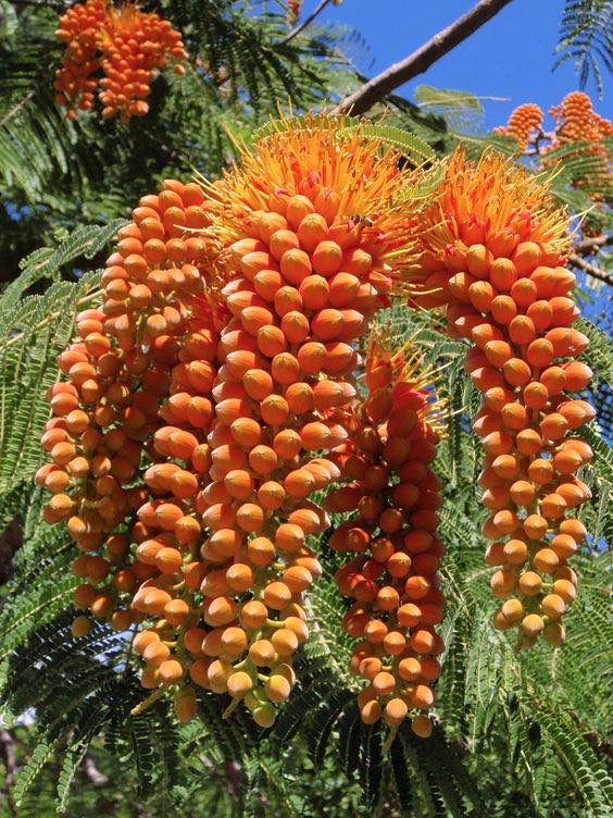 Solve Colvillea racemosa ~ Colville's Glory. jigsaw puzzle online with ...