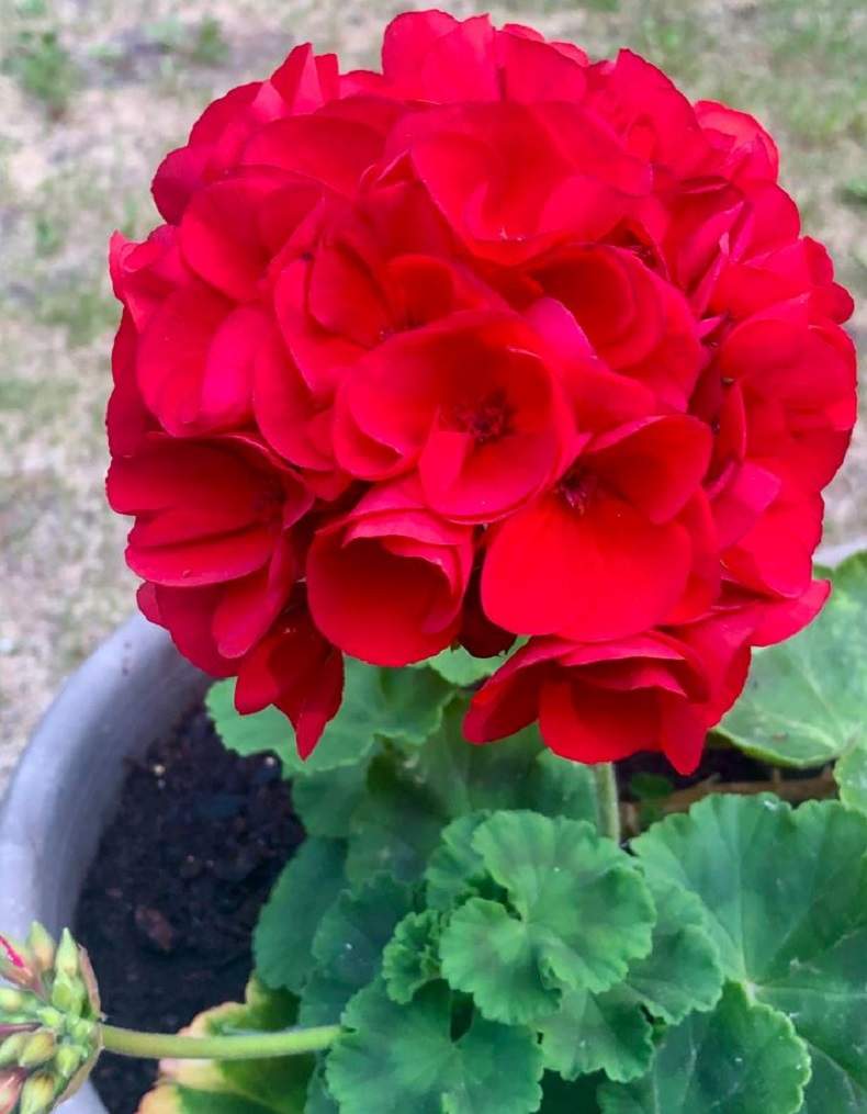 Solve Ky's Geranium jigsaw puzzle online with 108 pieces