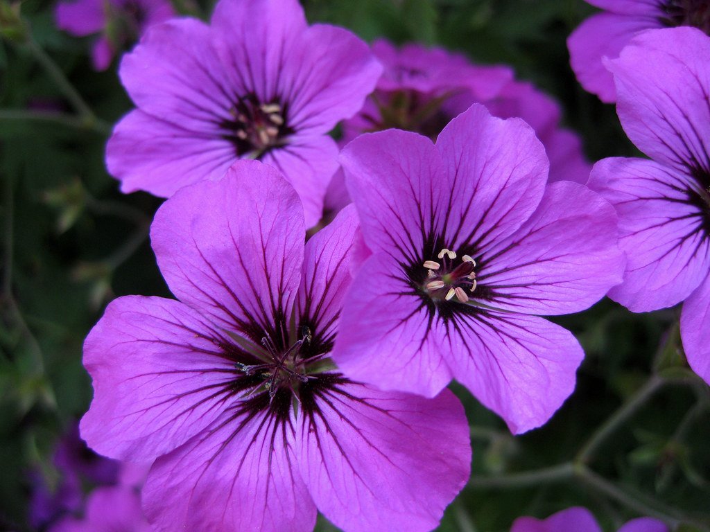 Solve GERANIUM jigsaw puzzle online with 48 pieces