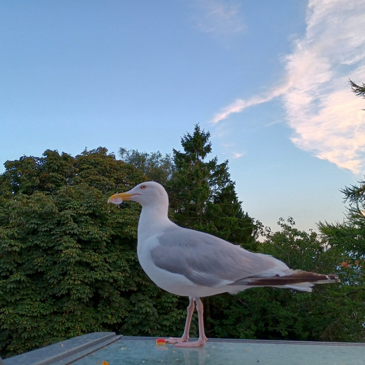 Solve Seagull jigsaw puzzle online with 600 pieces