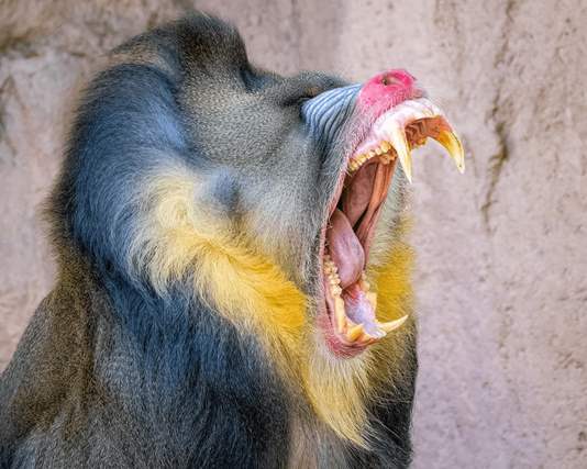 Solve mandrill jigsaw puzzle online with 56 pieces