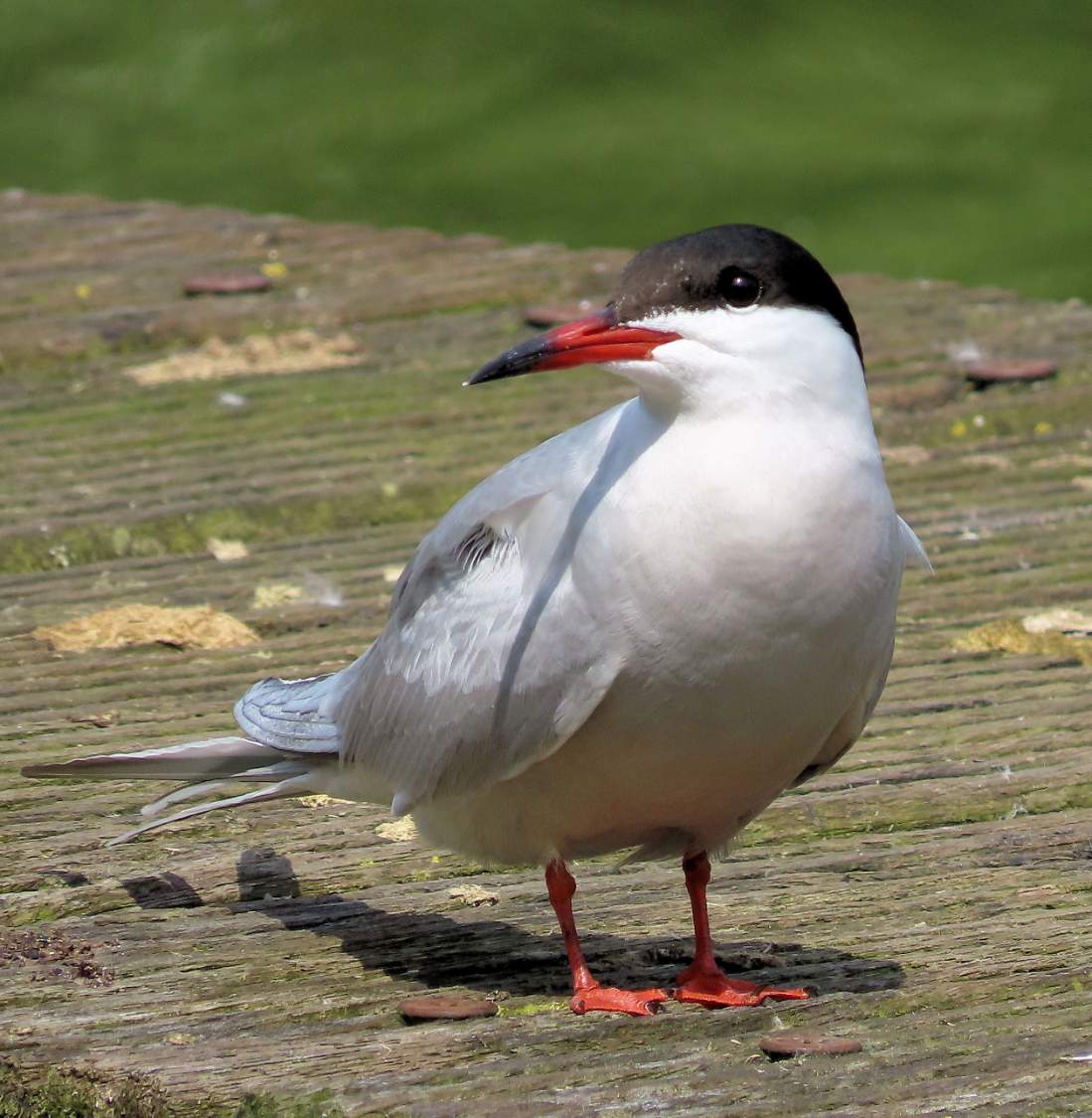 Jigsaw Puzzle | common tern (visdiefje) | 64 pieces | Jigidi