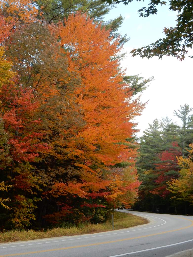 Puzzle | 20 piezas | The Colors of Fall | Jigidi