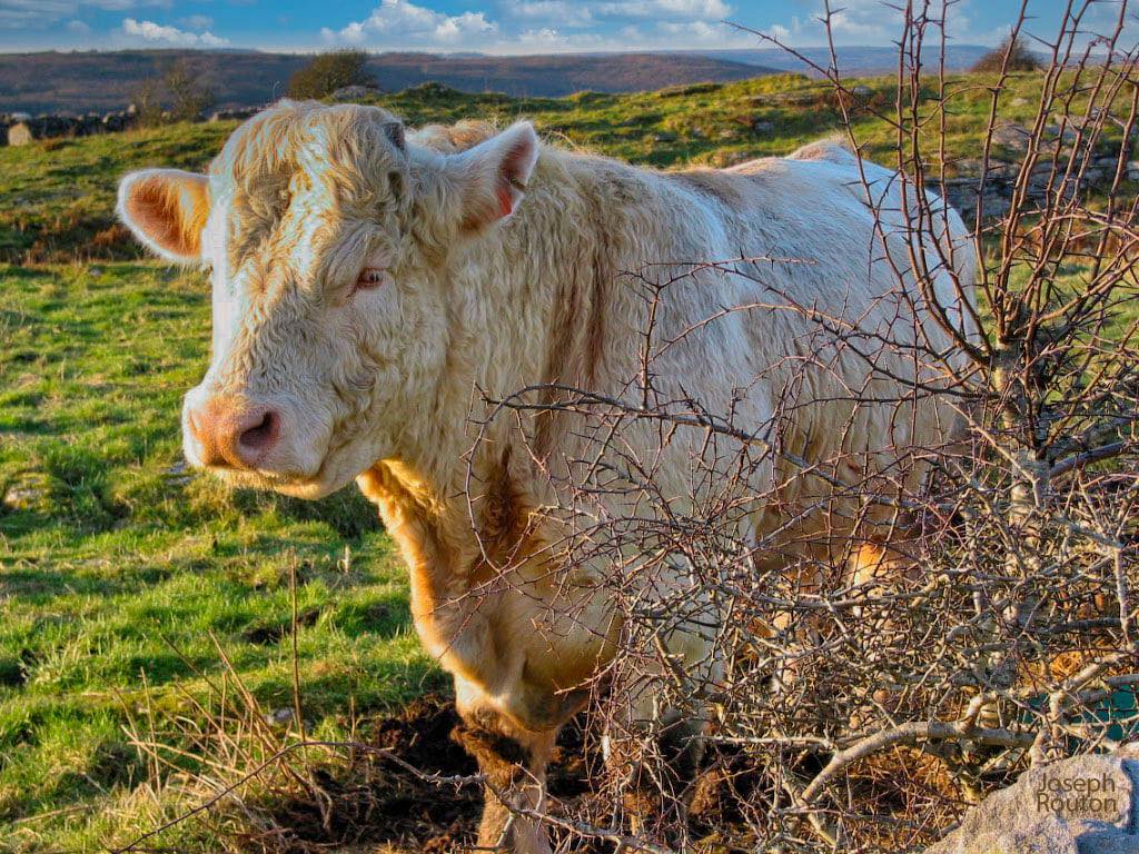 Solve a cow in the Burren in Ireland. jigsaw puzzle online with 130 pieces