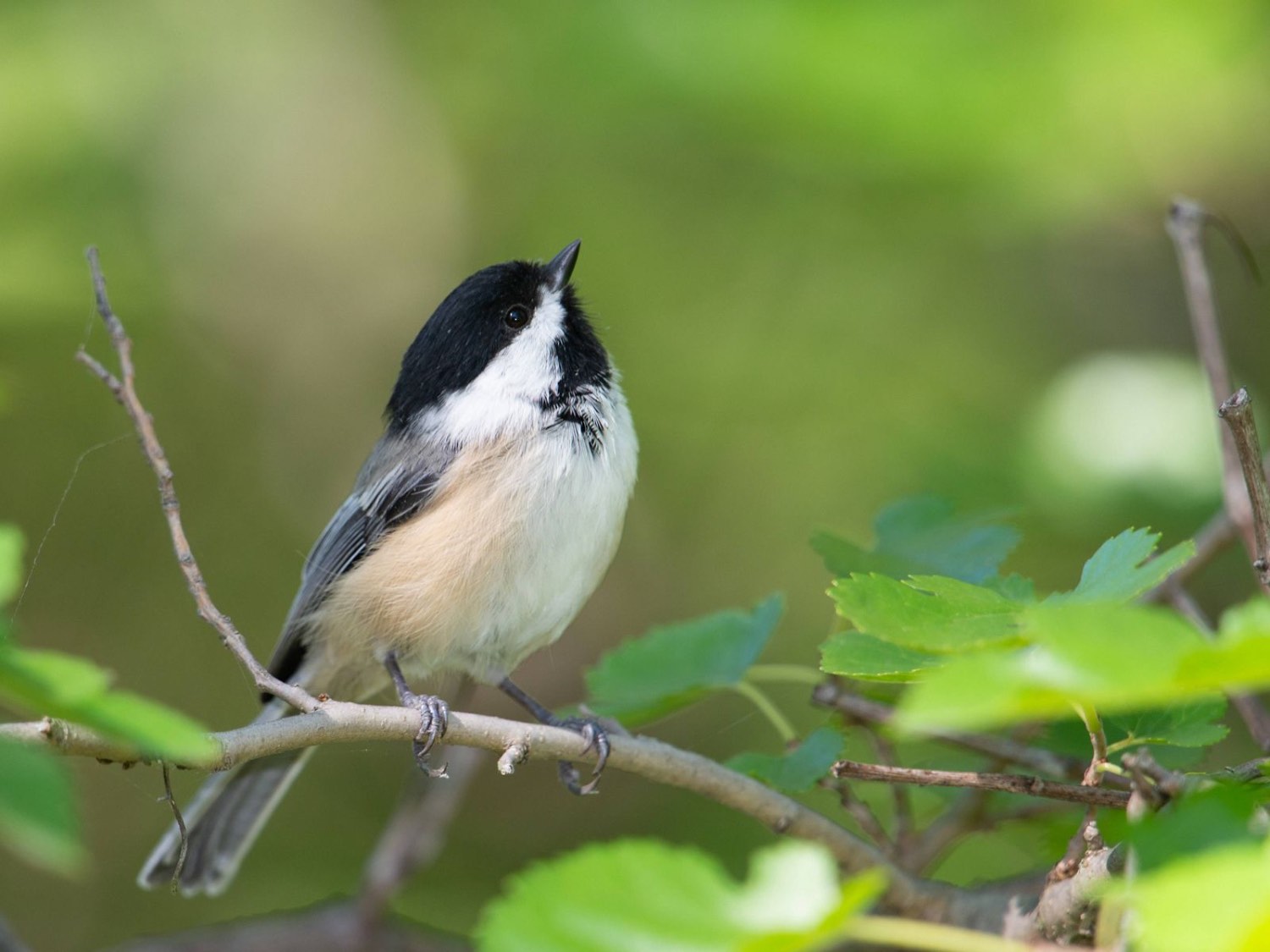Solve Carolina-chickadee jigsaw puzzle online with 20 pieces