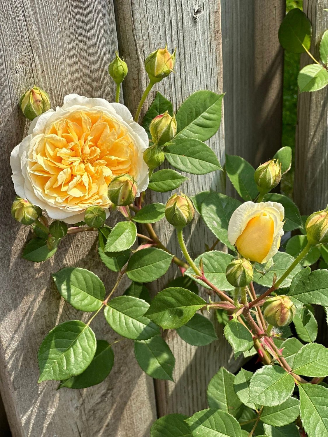 Solve Have a nice day 🍀 jigsaw puzzle online with 108 pieces