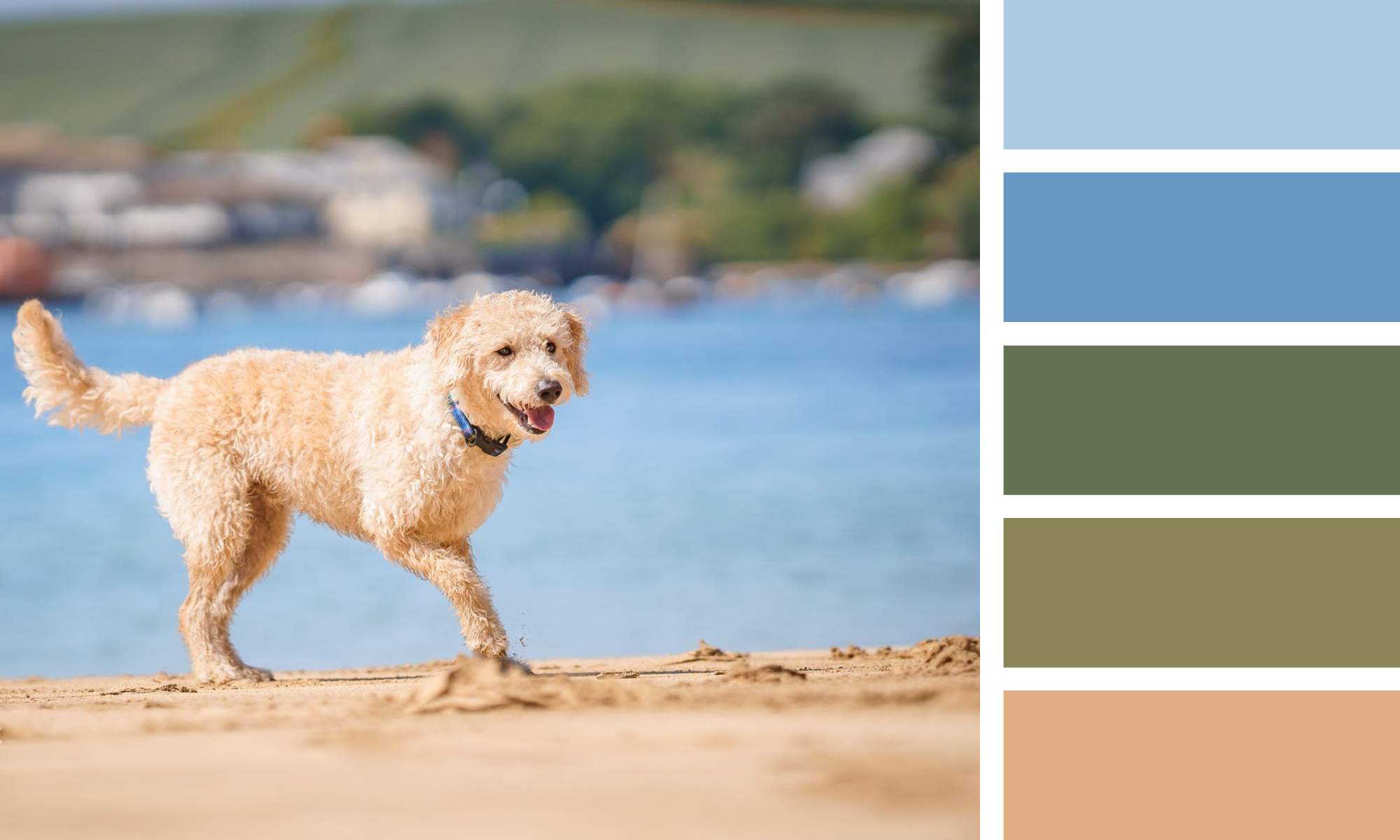 Solve Labradoodle at the Beach jigsaw puzzle online with 273 pieces