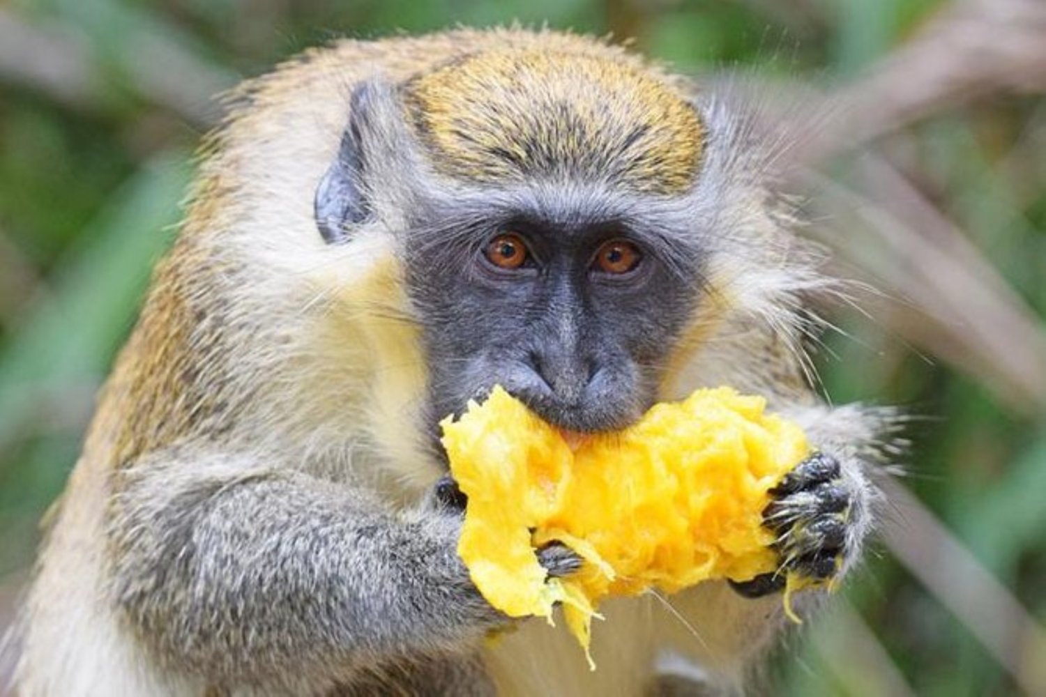 Solve Monkey Feeding on Mango ~ Photo Shoot in Barbados jigsaw puzzle ...