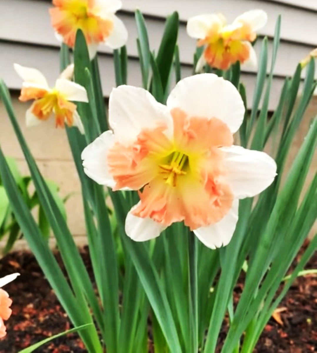 Solve Mallee Pink Daffodil or Butterfly Daffodil jigsaw puzzle online ...
