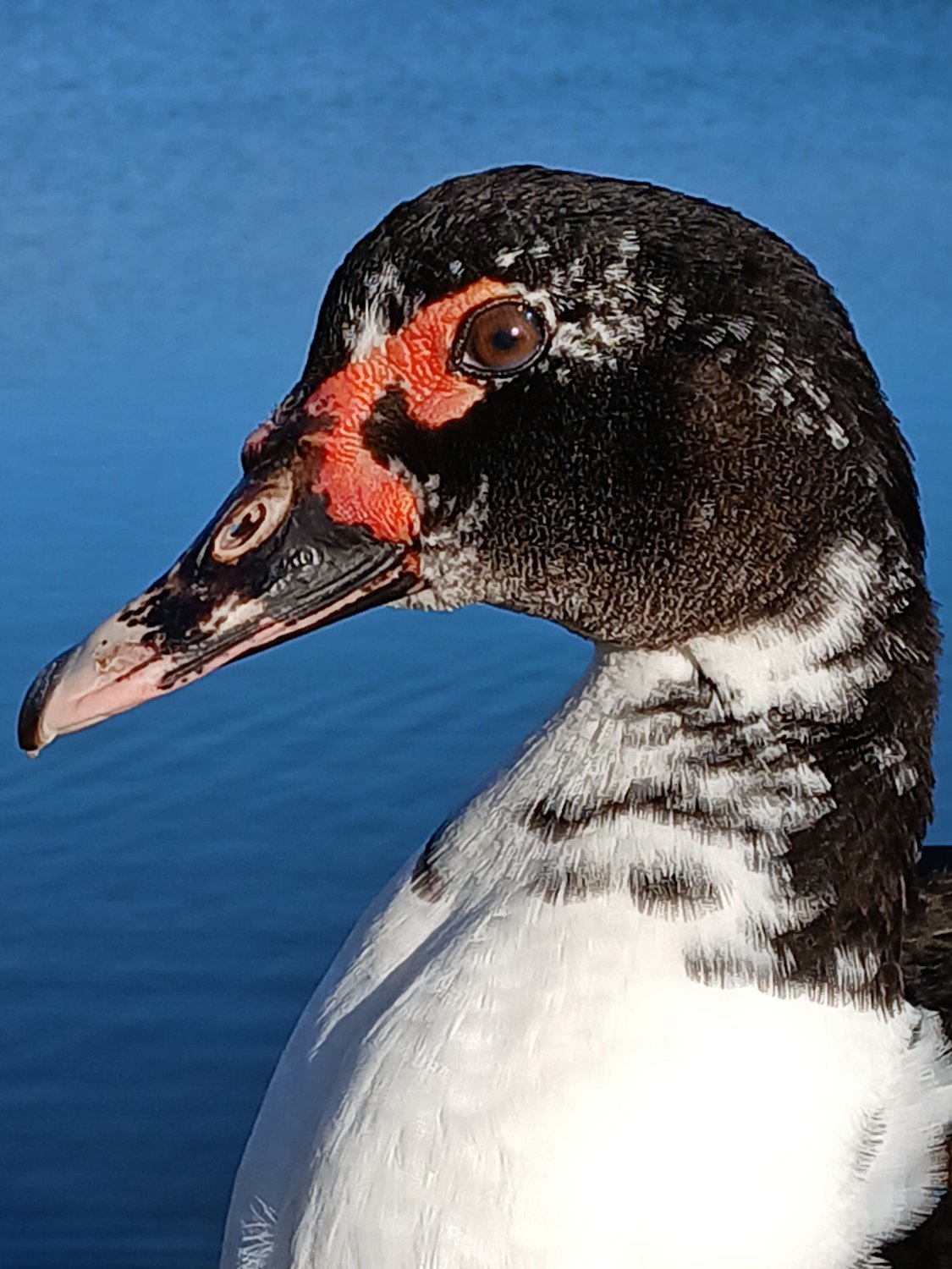 Solve QUACK QUACK IN GREECE jigsaw puzzle online with 300 pieces