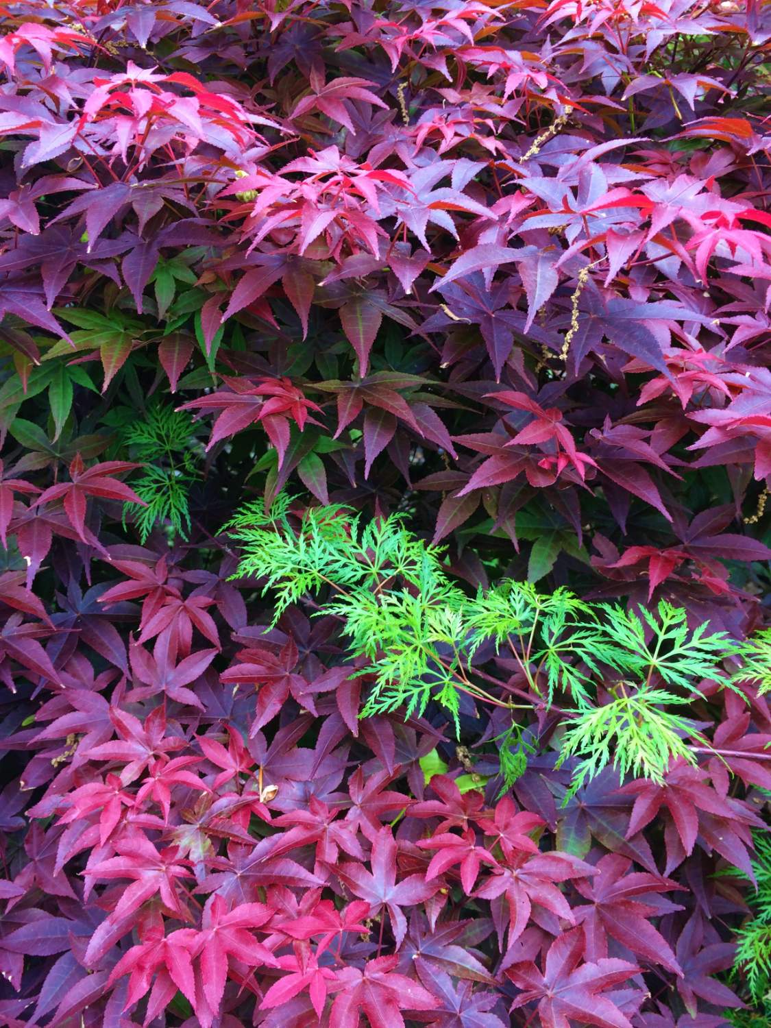 Solve maple textures--medium jigsaw puzzle online with 192 pieces