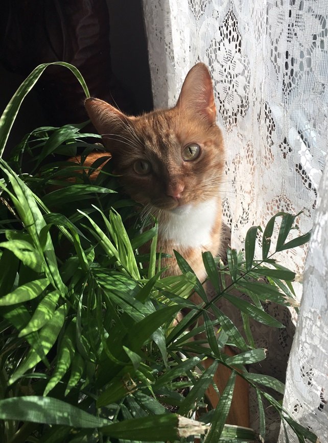 Solve Mango Sitting Pretty jigsaw puzzle online with 12 pieces