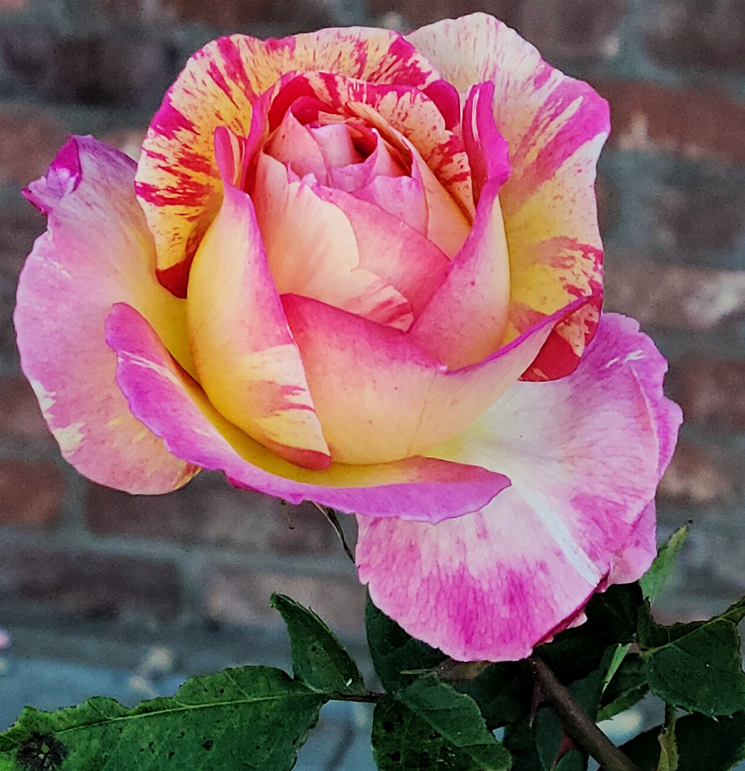 Solve Beautiful Multi-colored Rose Blossom Opening jigsaw puzzle online ...