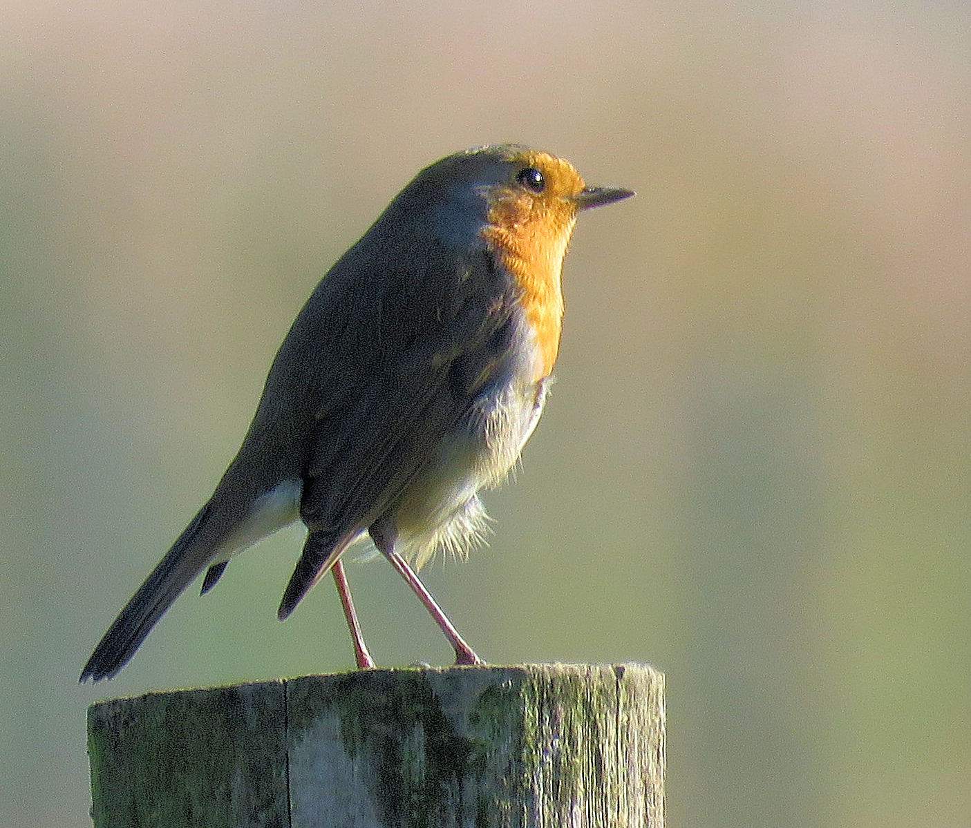 Solve robin on his perch, in the polder jigsaw puzzle online with 340 ...