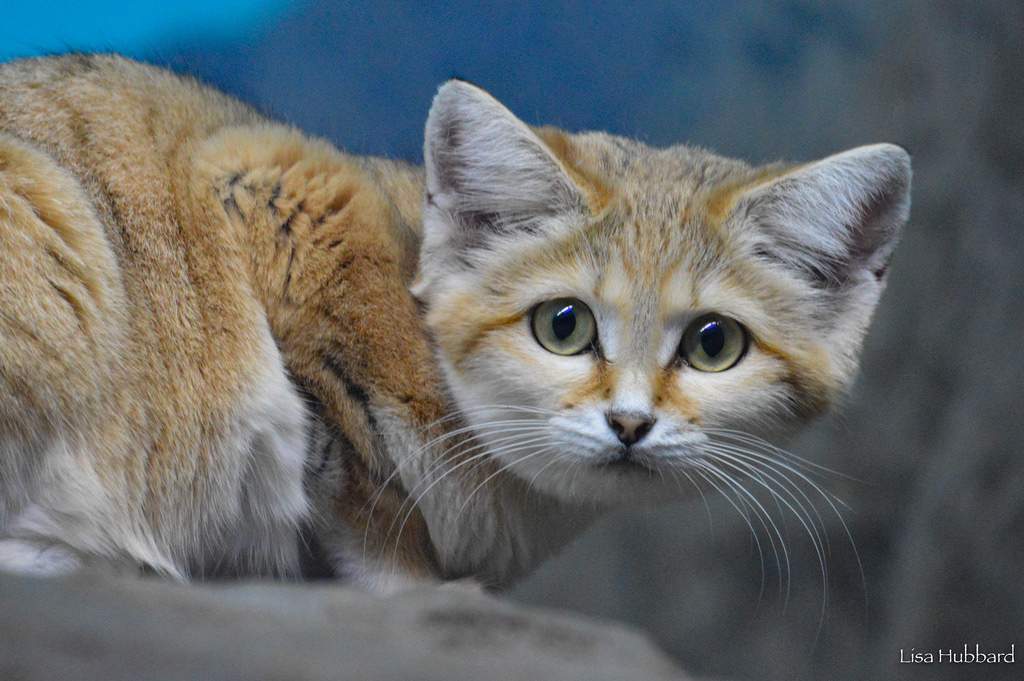 Solve sand cat jigsaw puzzle online with 70 pieces