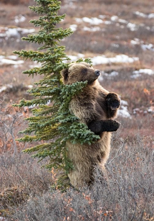 Solve Scratching my itch jigsaw puzzle online with 70 pieces