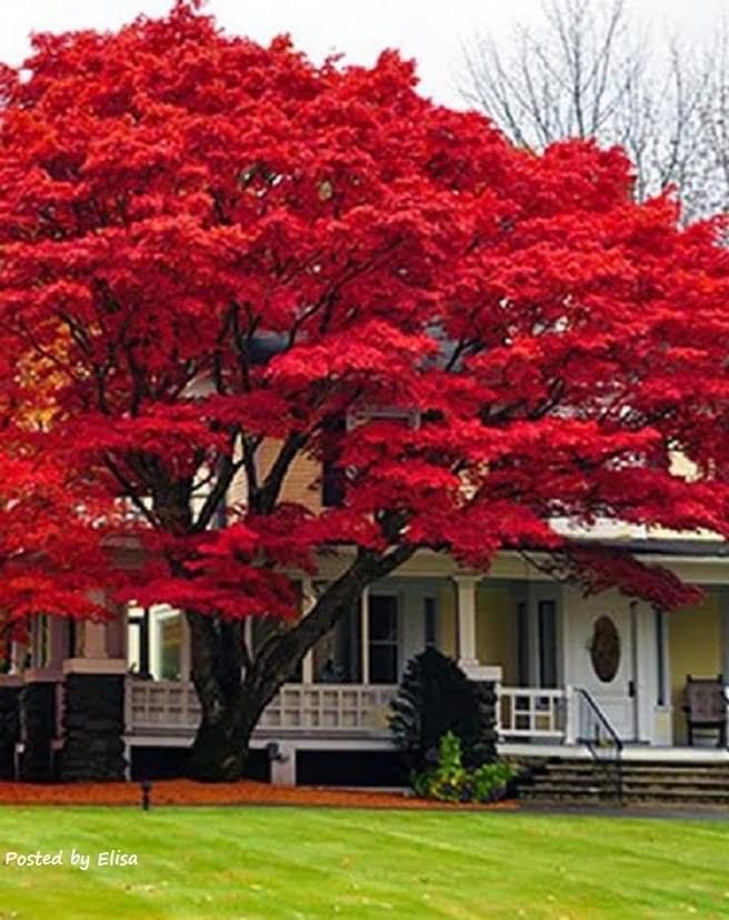 Jigsaw Puzzle | 63 pieces | 10-21-23 , A Beautiful Fall tree. | Jigidi