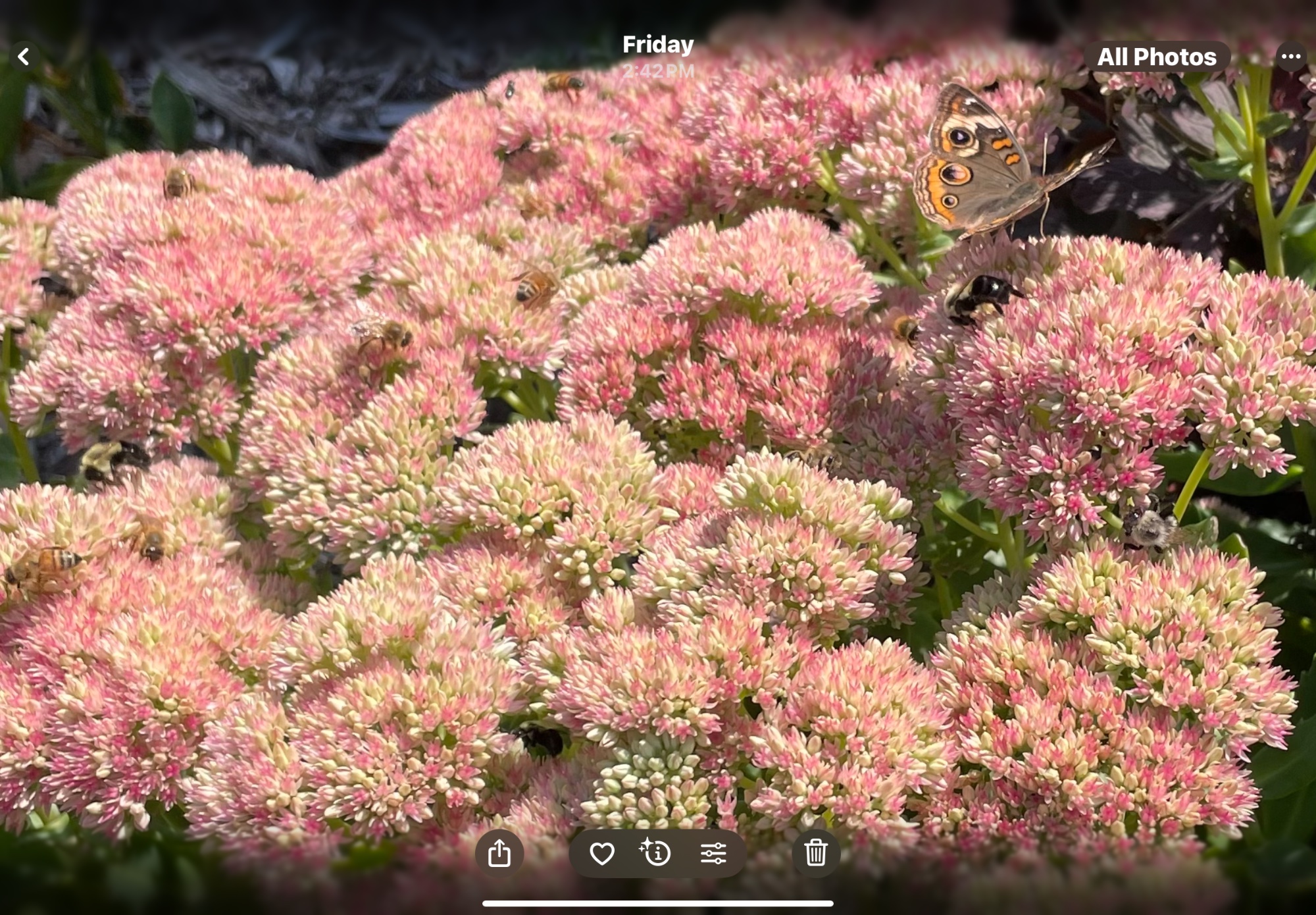 Solve Bees & butterfly on sedum #2 jigsaw puzzle online with 140 pieces