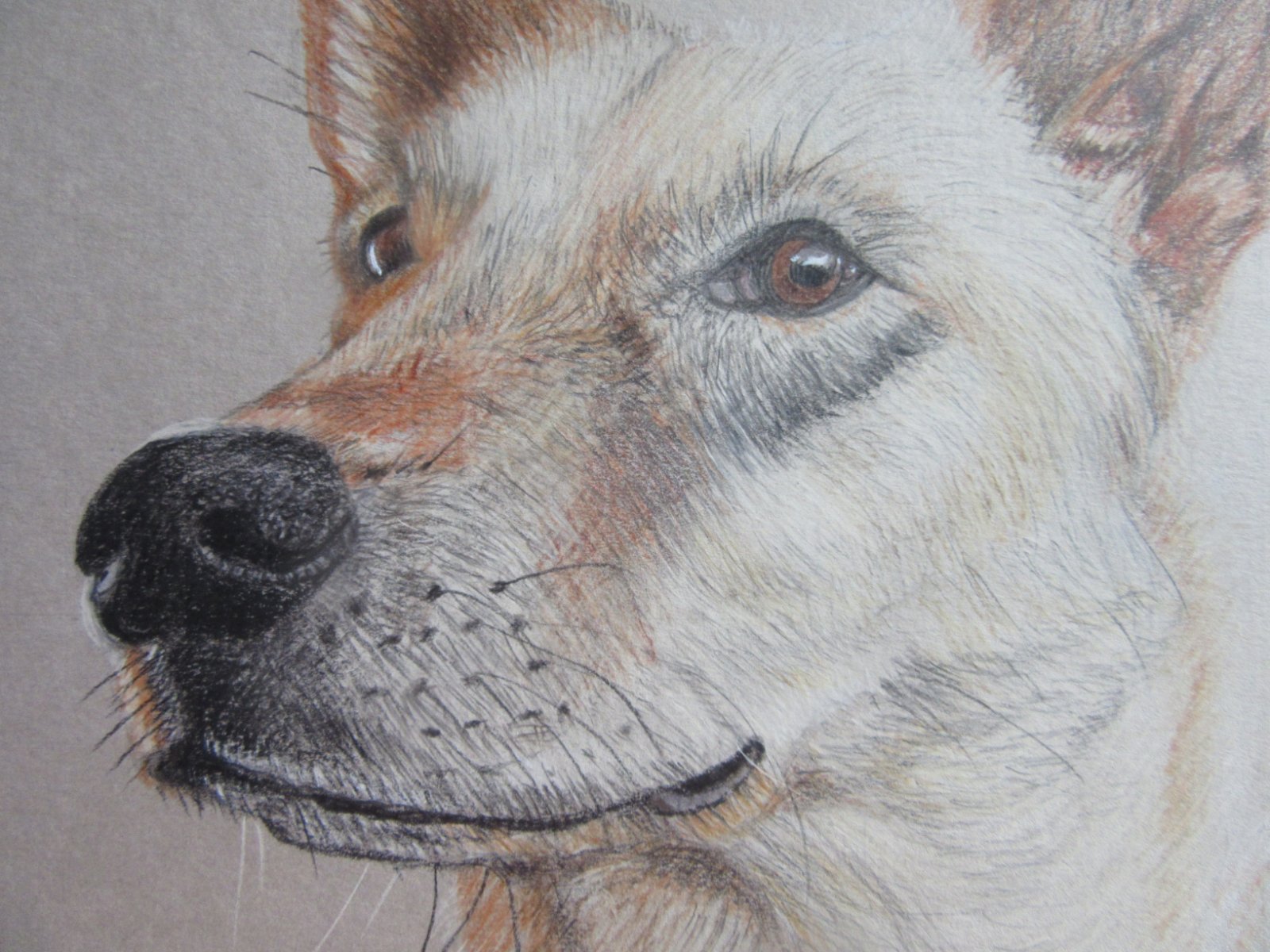 Solve my drawing of raffi-a canaan dog jigsaw puzzle online with 48 pieces