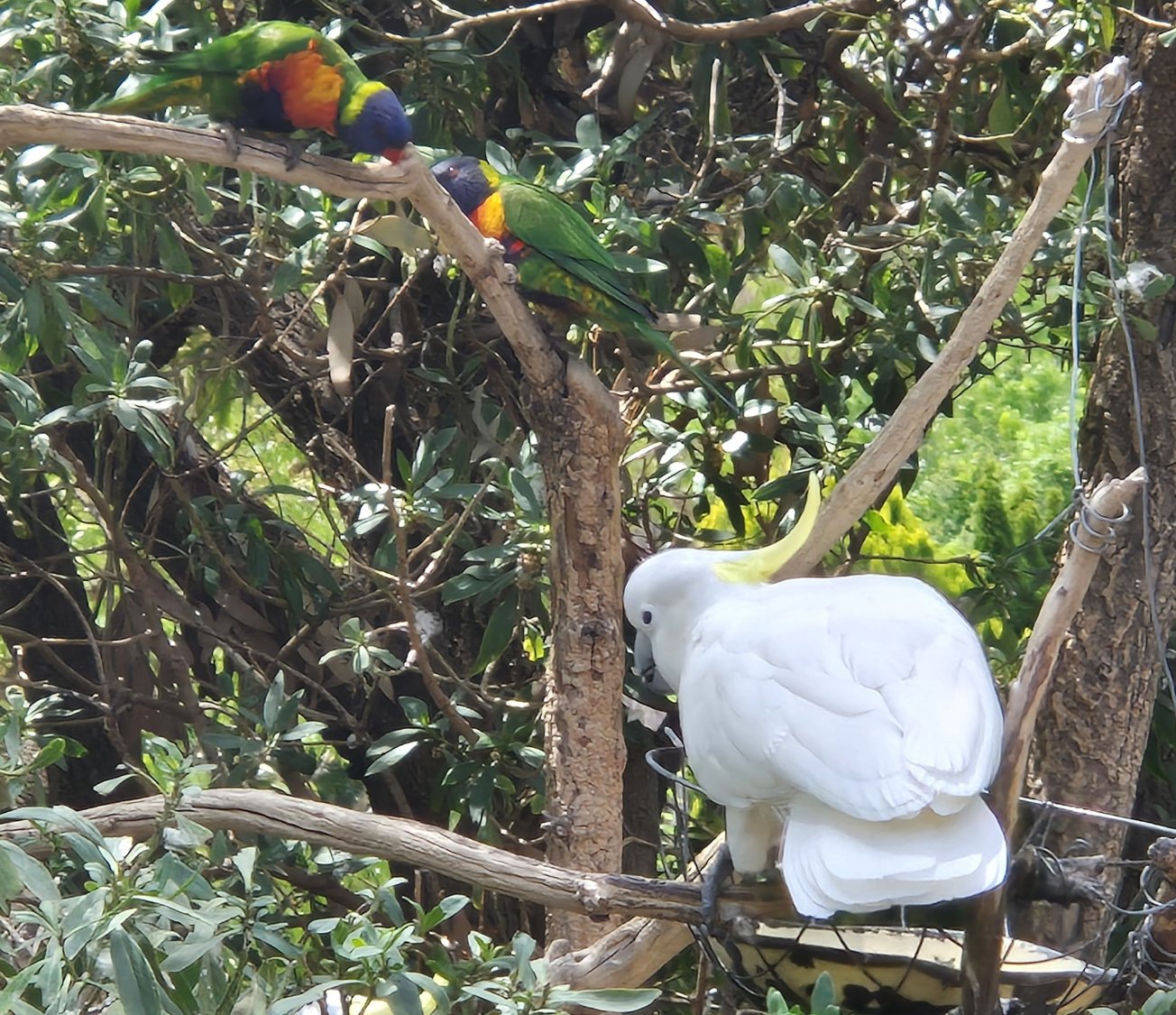 Solve Rainbow Lorikeet v Sulphur-crested Cockatoo jigsaw puzzle online ...
