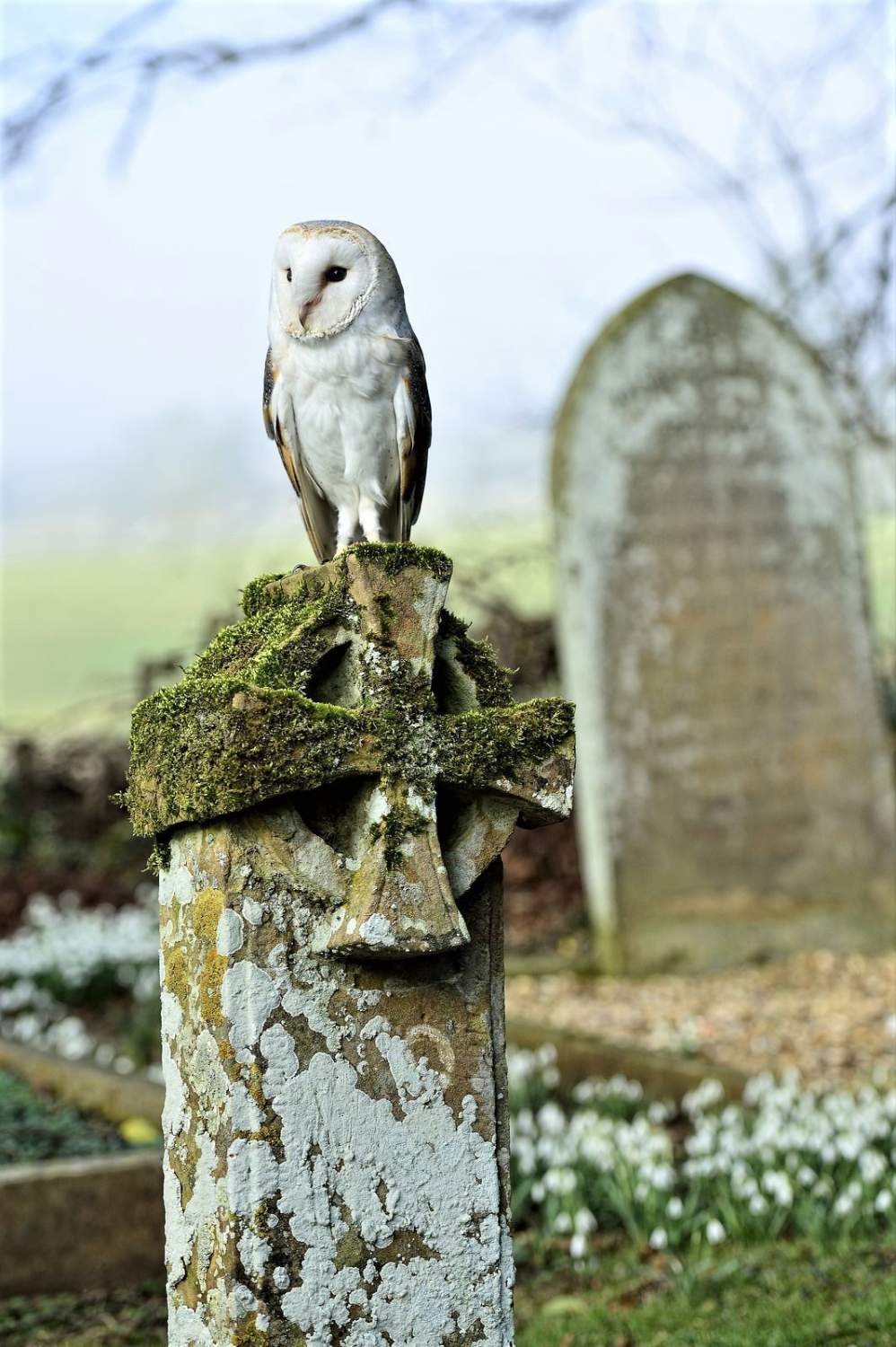 Solve Barn Owl on gravestone jigsaw puzzle online with 126 pieces